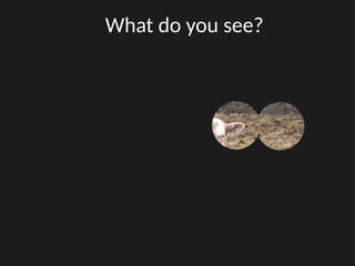 Powerpoint What do you see animals .ppt.ppsx