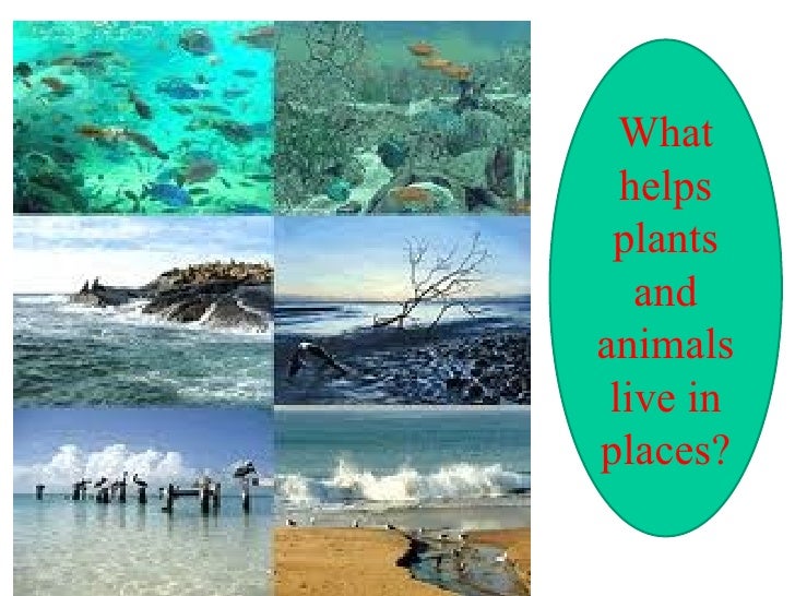 What helps plants and animals live in places lesson 2