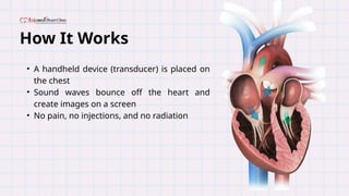 2D Echo Test Explained: Purpose, Procedure & Benefits | PPTX