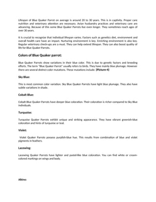 What is a blue Quaker parrot: Origins and Background | DOCX