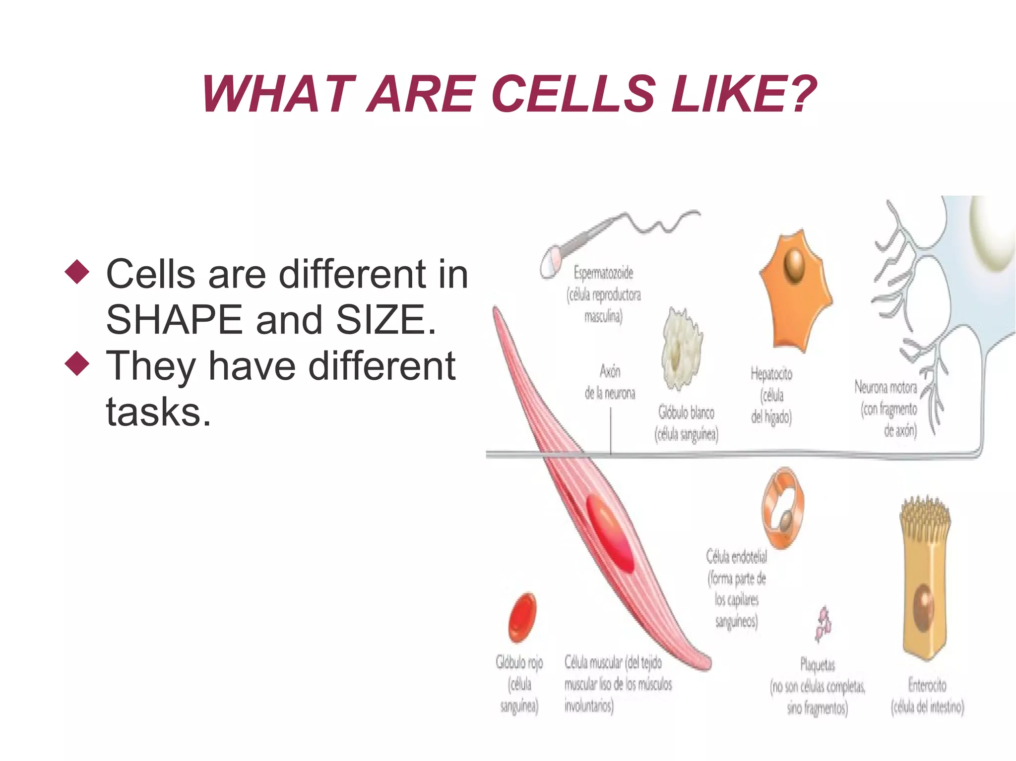 What is a cell? | ODP