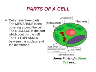 What is a cell? | ODP
