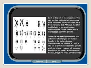 What is a chromosome anyway | PPTX | Genetics | Science