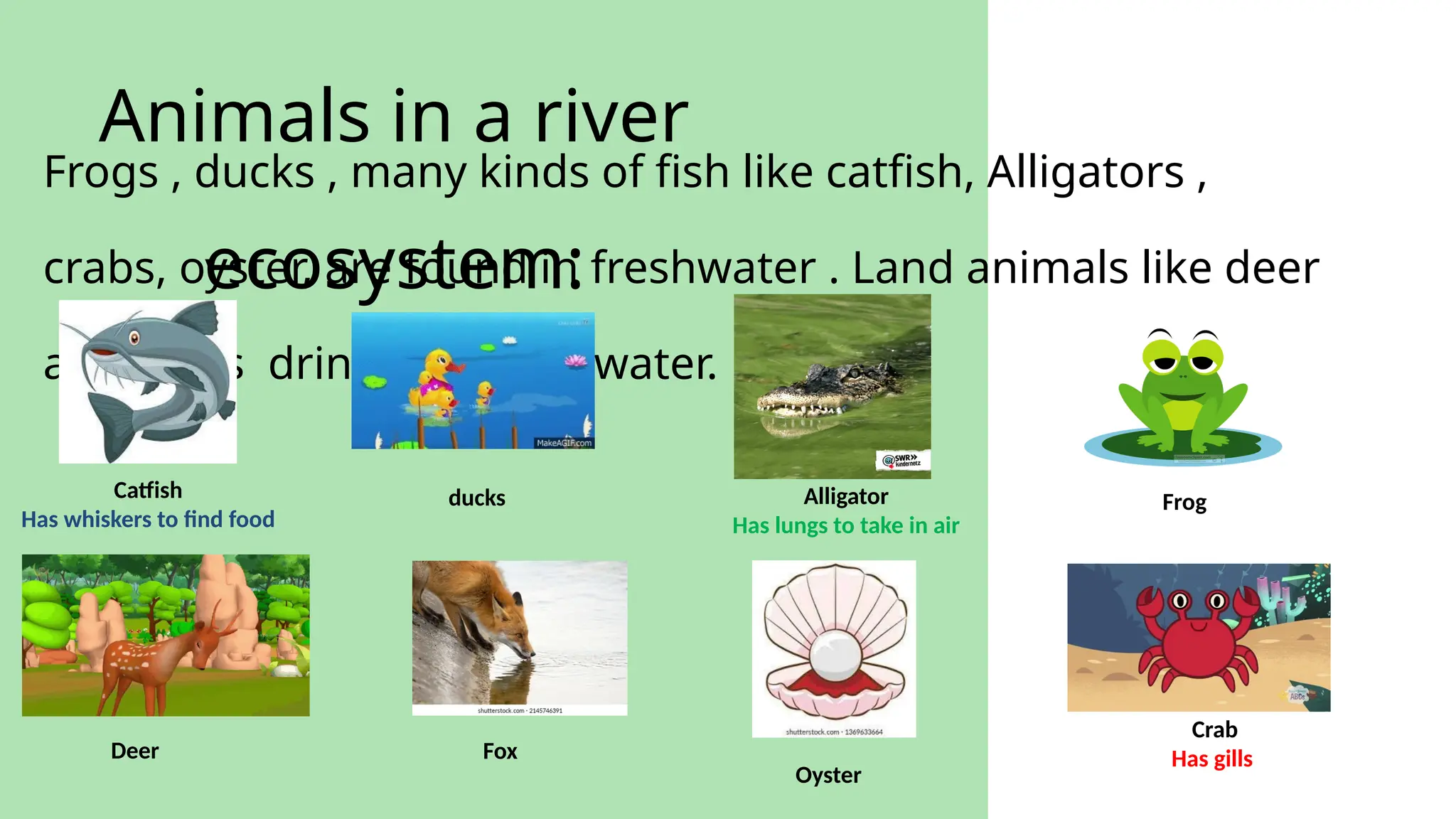 What is a Habitat PPT.pptx what plants and animals live | PPTX