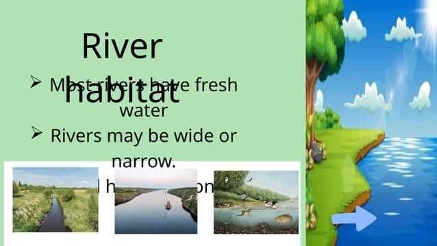 What is a Habitat PPT.pptx what plants and animals live | PPT