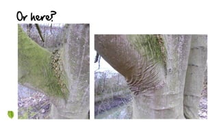 What is a hazard tree | PDF