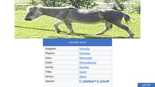 What is a hinny + mule | PPT