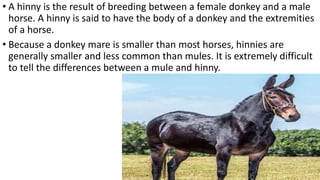 What is a hinny + mule | PPT