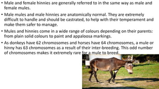 What is a hinny + mule | PPT
