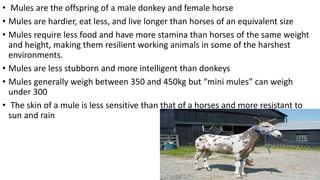 What is a hinny + mule | PPT