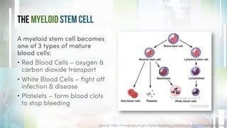 Acute Myeloid Leukemia (AML): Cancer of the Blood & Bone Marrow | PDF