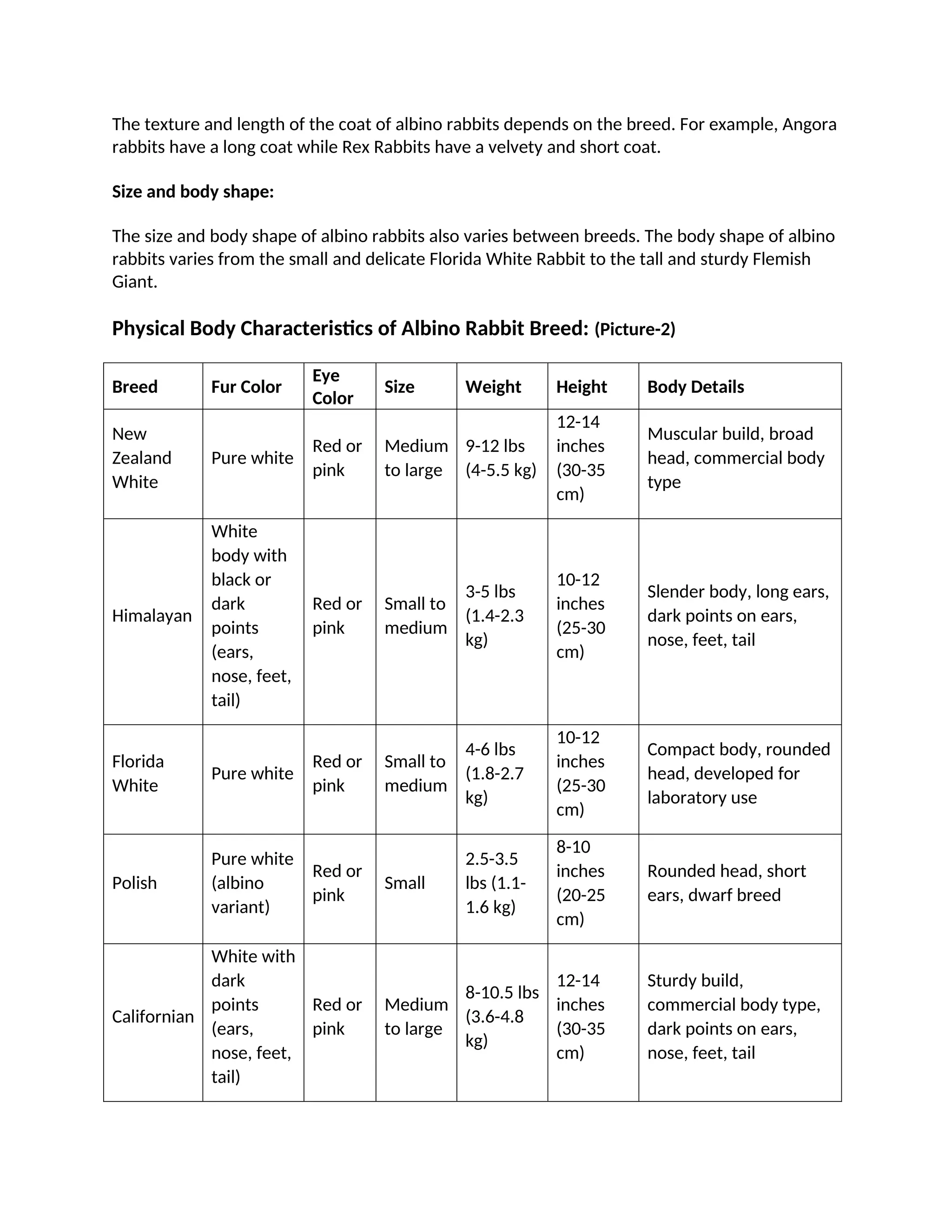 What is an Albino Rabbit: Physical Body of Albino Rabbit Breed | DOCX