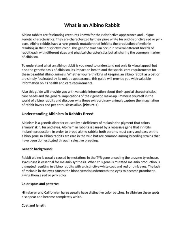 What is an Albino Rabbit: Physical Body of Albino Rabbit Breed | DOCX ...