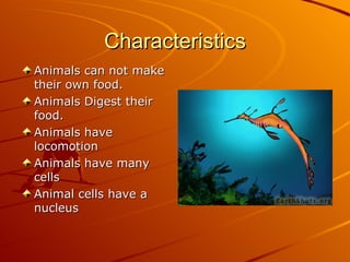 What is an animal | PPT