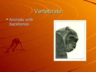 What is an animal | PPT