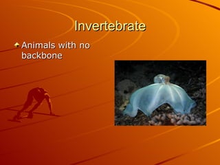 What is an animal | PPT