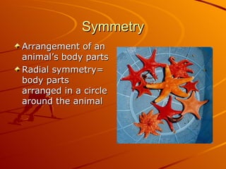 What is an animal | PPT