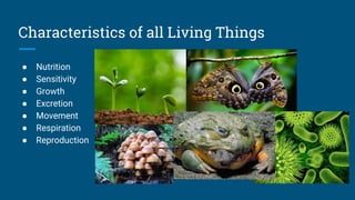 What is an Animal-.pdf