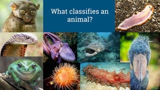 What is an Animal-.pdf