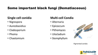 What is and what is not black fungus and how to diagnose short | PPTX