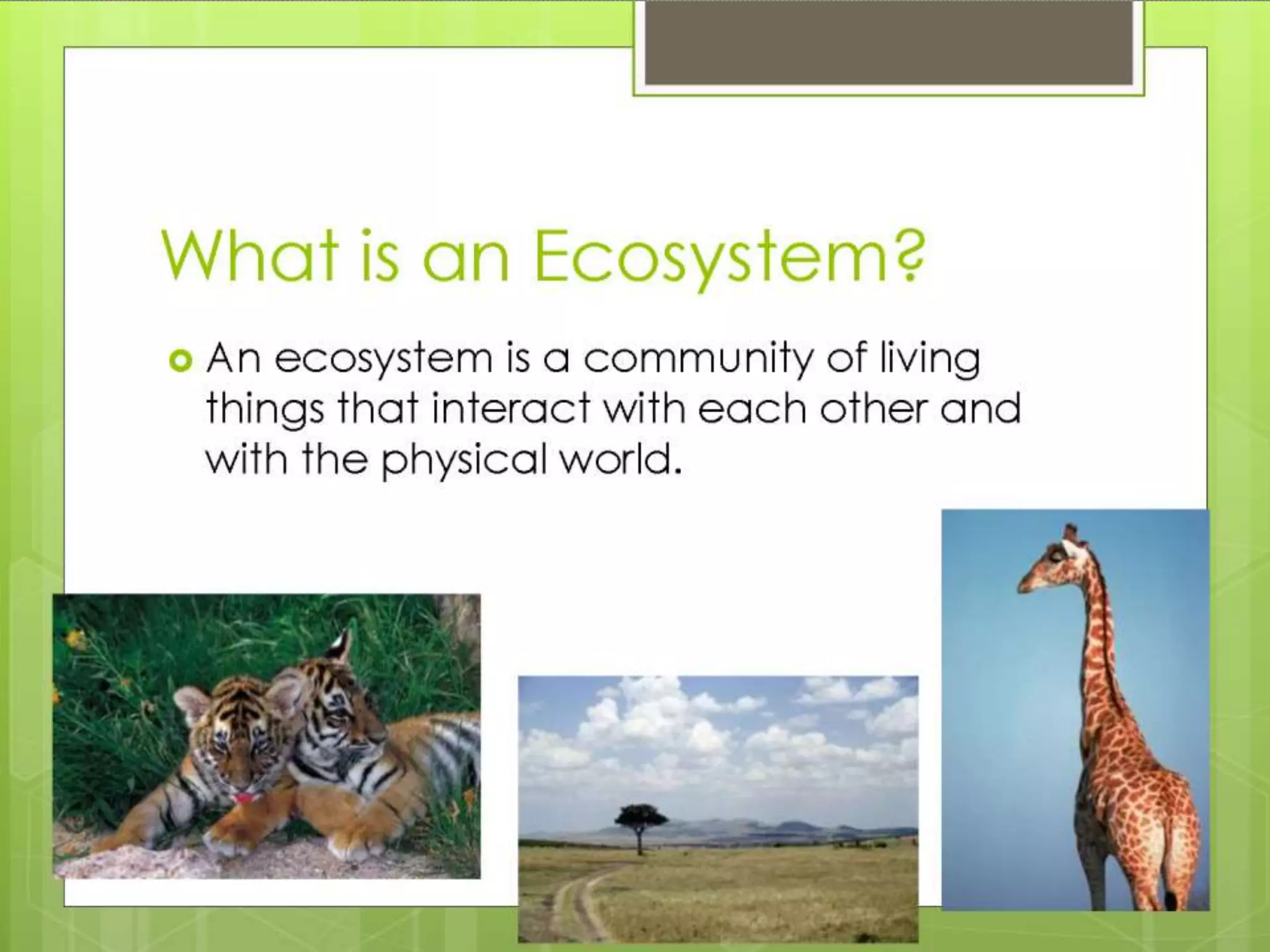 What is an ecosystem | PPTX
