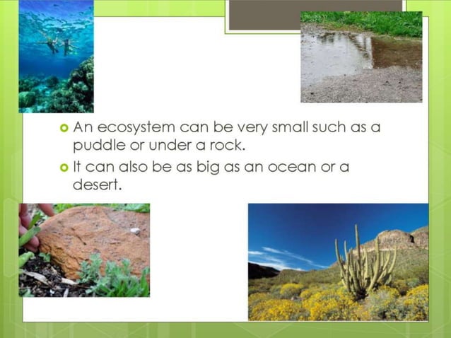 What is an ecosystem | PPTX