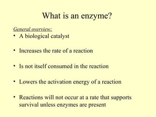 What is an enzyme? | PPT
