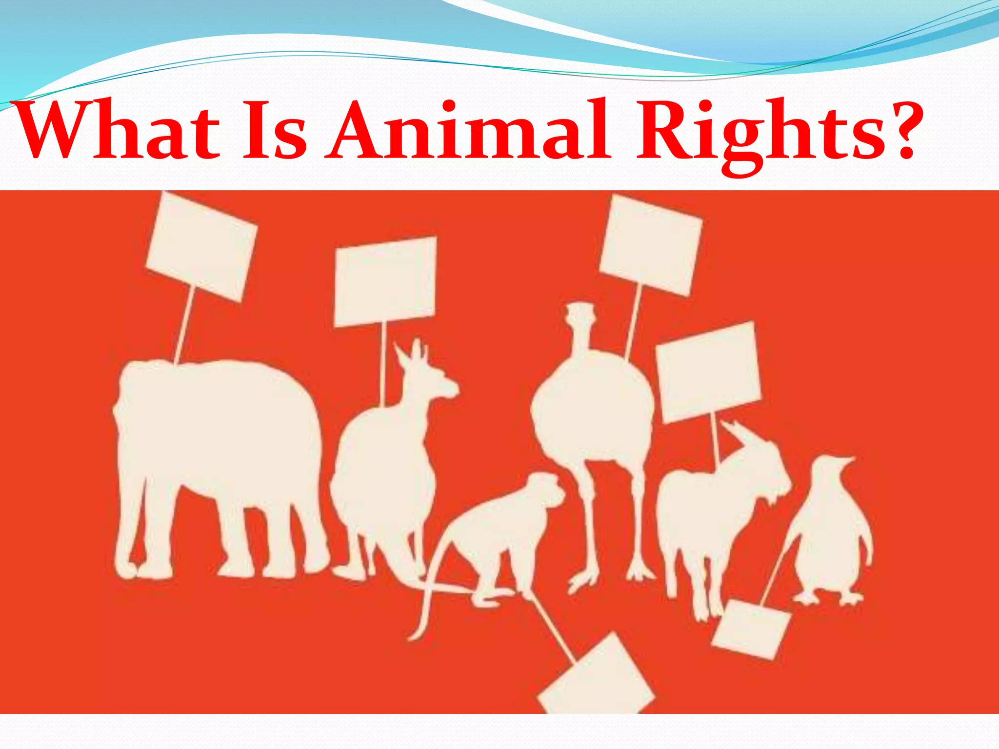 What is Animal Rights | PPTX