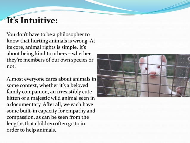 What is Animal Rights | PPT