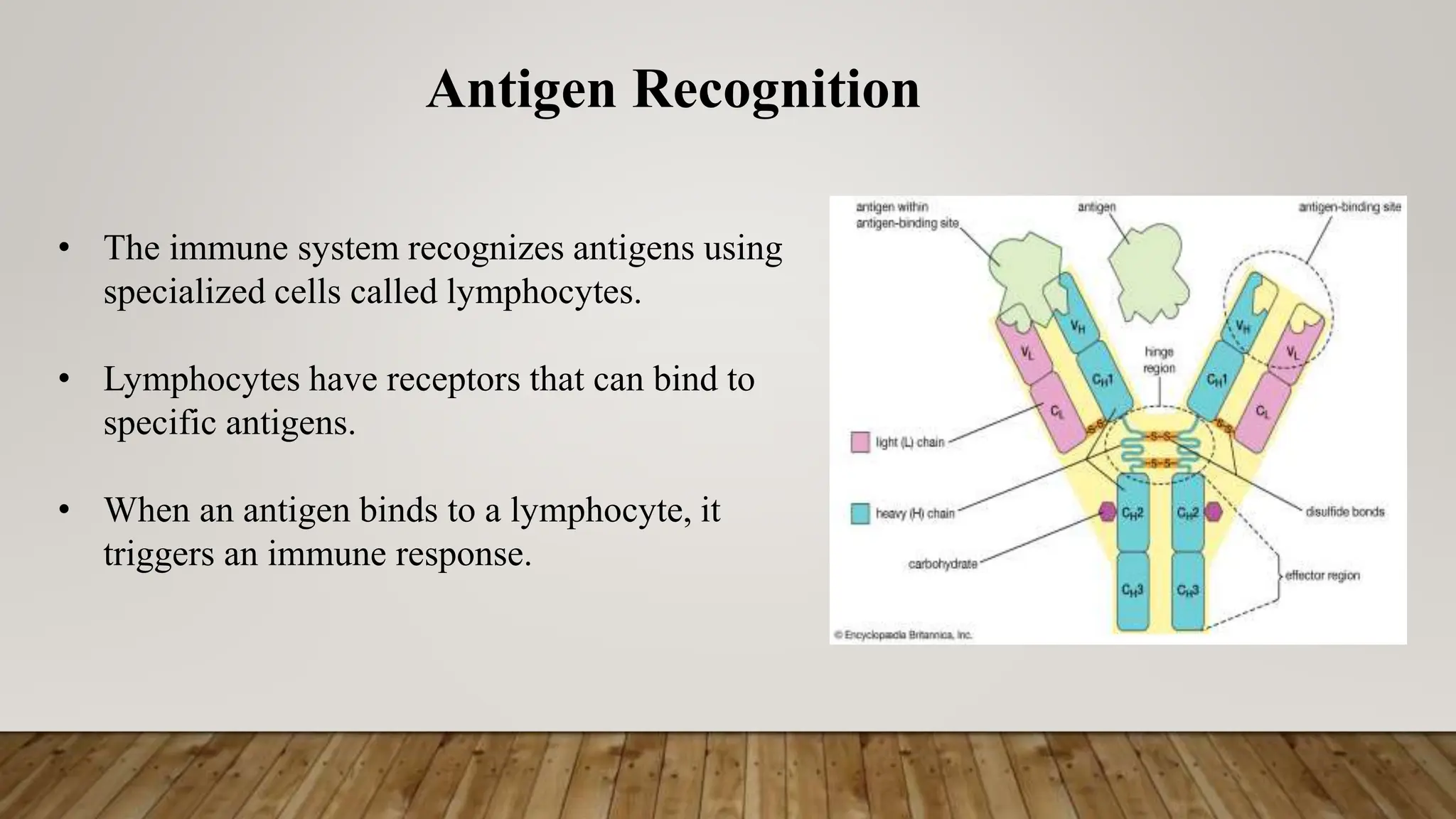 What Is Antigen presentation.pptx chemistry ppt | PPTX