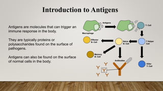 What Is Antigen presentation.pptx chemistry ppt | PPT