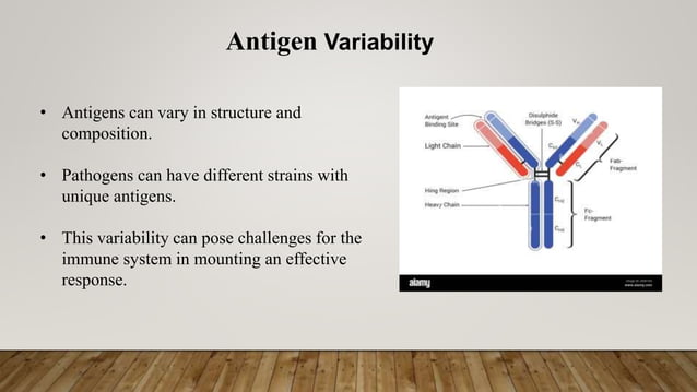 What Is Antigen presentation.pptx chemistry ppt | PPT