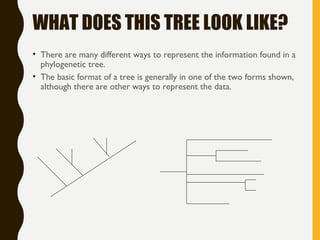 Phylogenetic Tree, types and Applicantion | PPT
