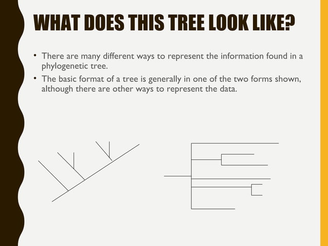 Phylogenetic Tree, types and Applicantion | PPT