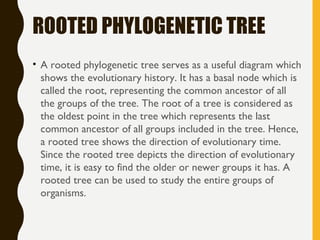 Phylogenetic Tree, types and Applicantion | PPT
