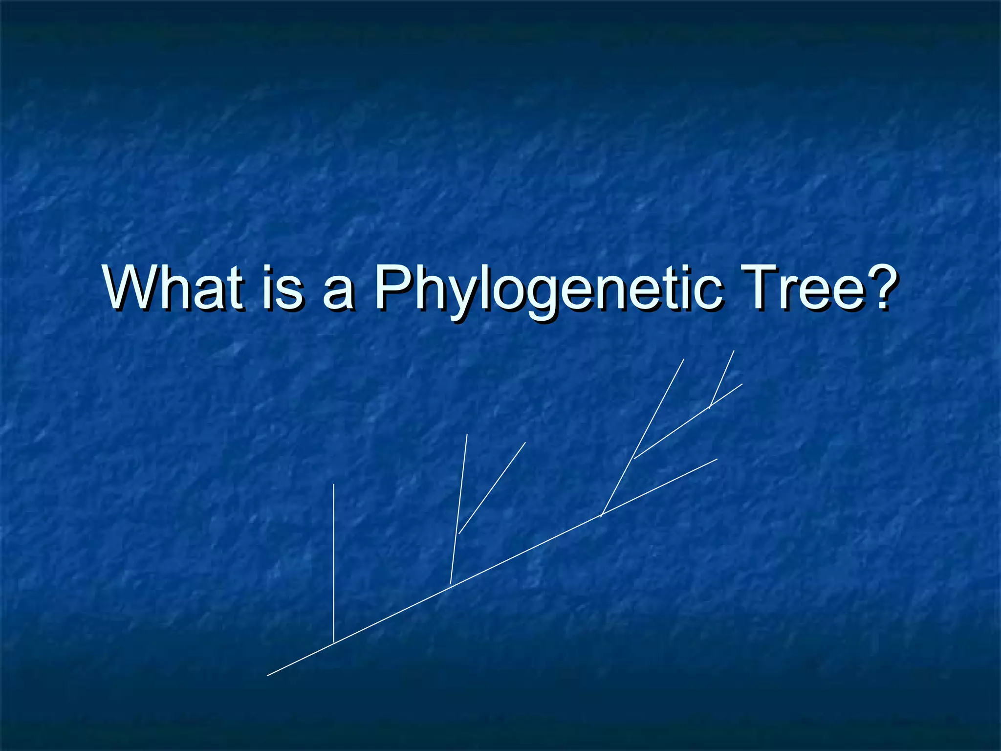 What is a phylogenetic tree | PPT