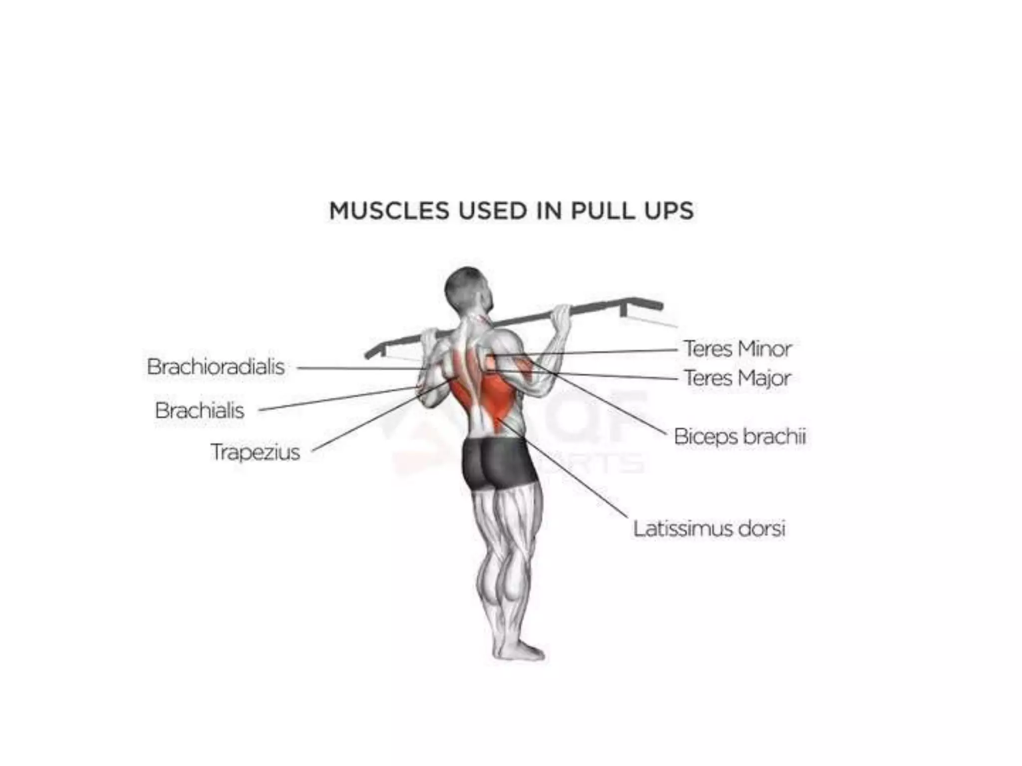 What Is a Pull Up?What Muscles Do Pull Ups Work?Benefits of Pull Ups | PPTX