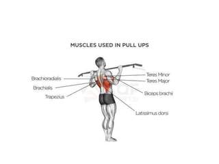 What Is a Pull Up?What Muscles Do Pull Ups Work?Benefits of Pull Ups ...