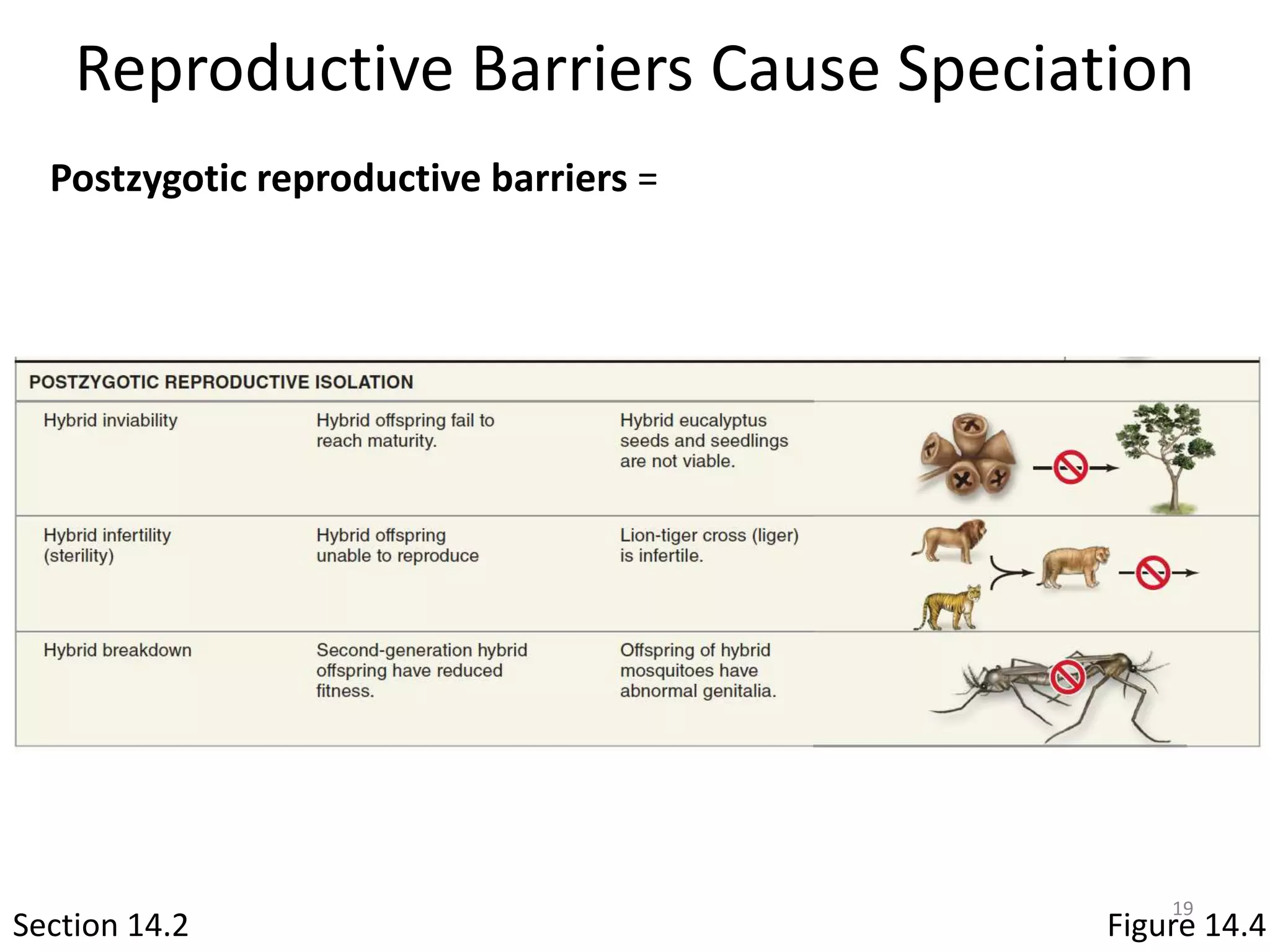 What is a Species? | PPTX