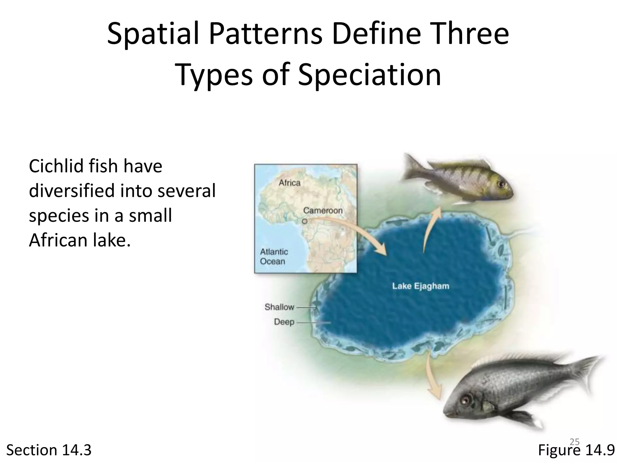 What is a Species? | PPTX