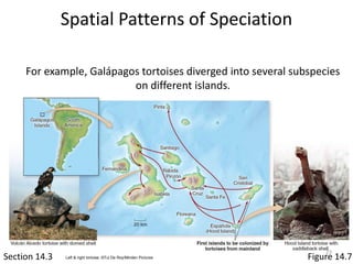 What is a Species? | PPTX