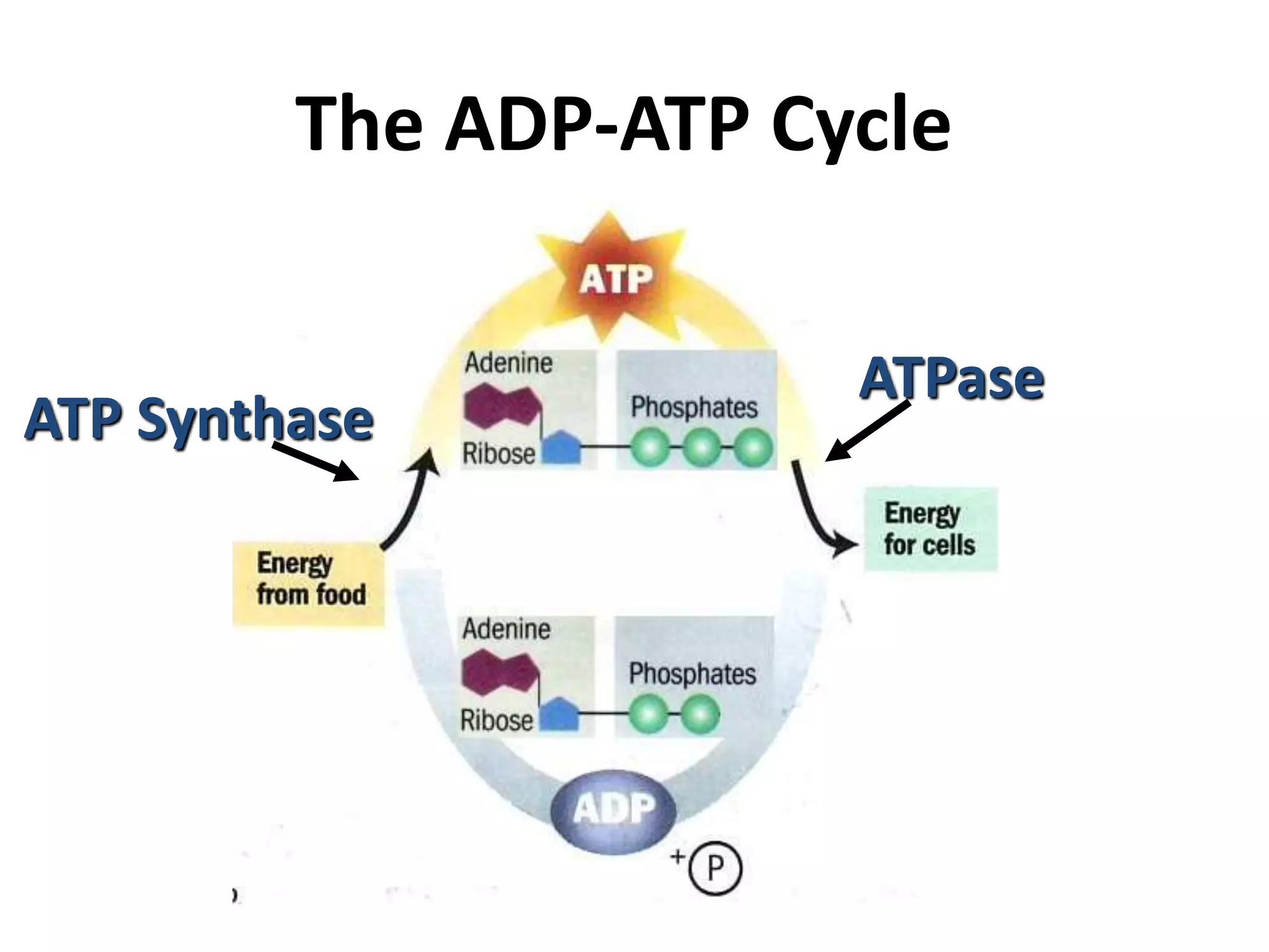 What Is ATP.ppt