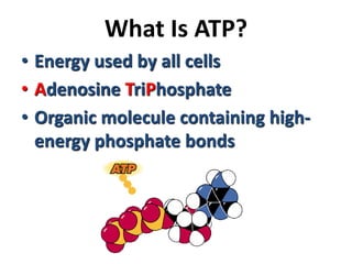 What Is ATP.ppt