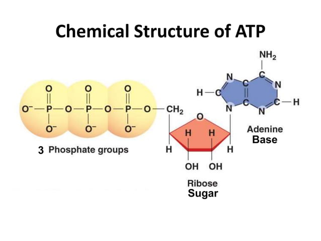 What Is ATP.ppt