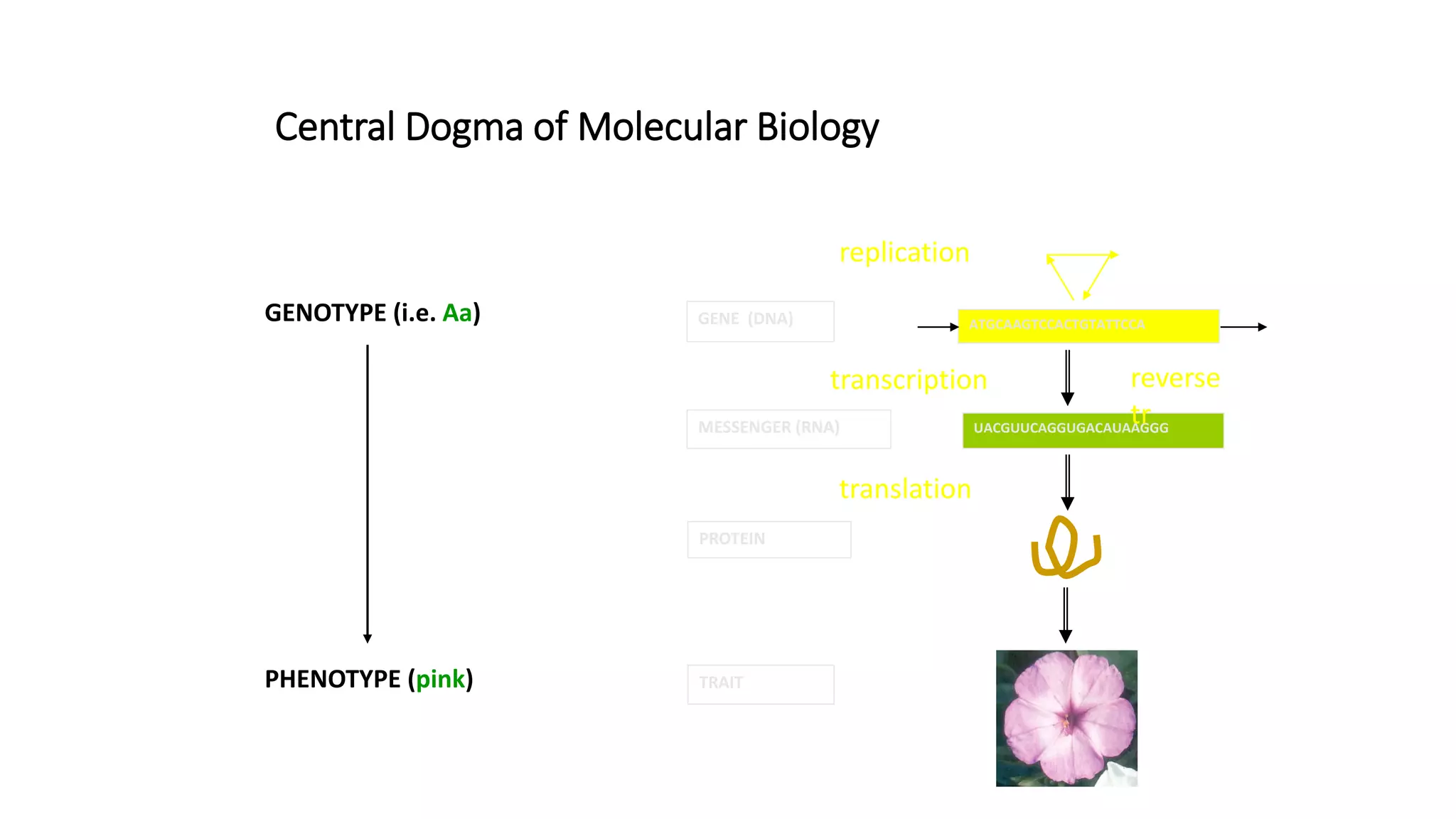 What Is Bioinformatics Pdf