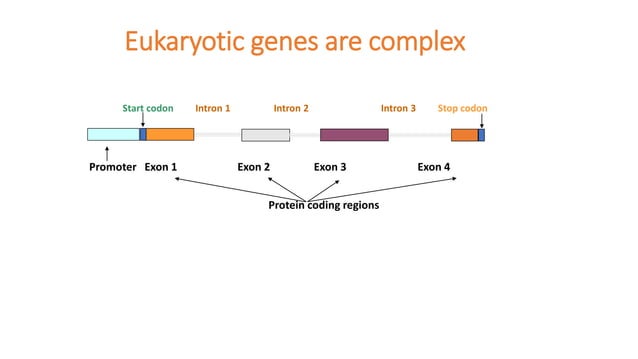 What is Bioinformatics.pdf