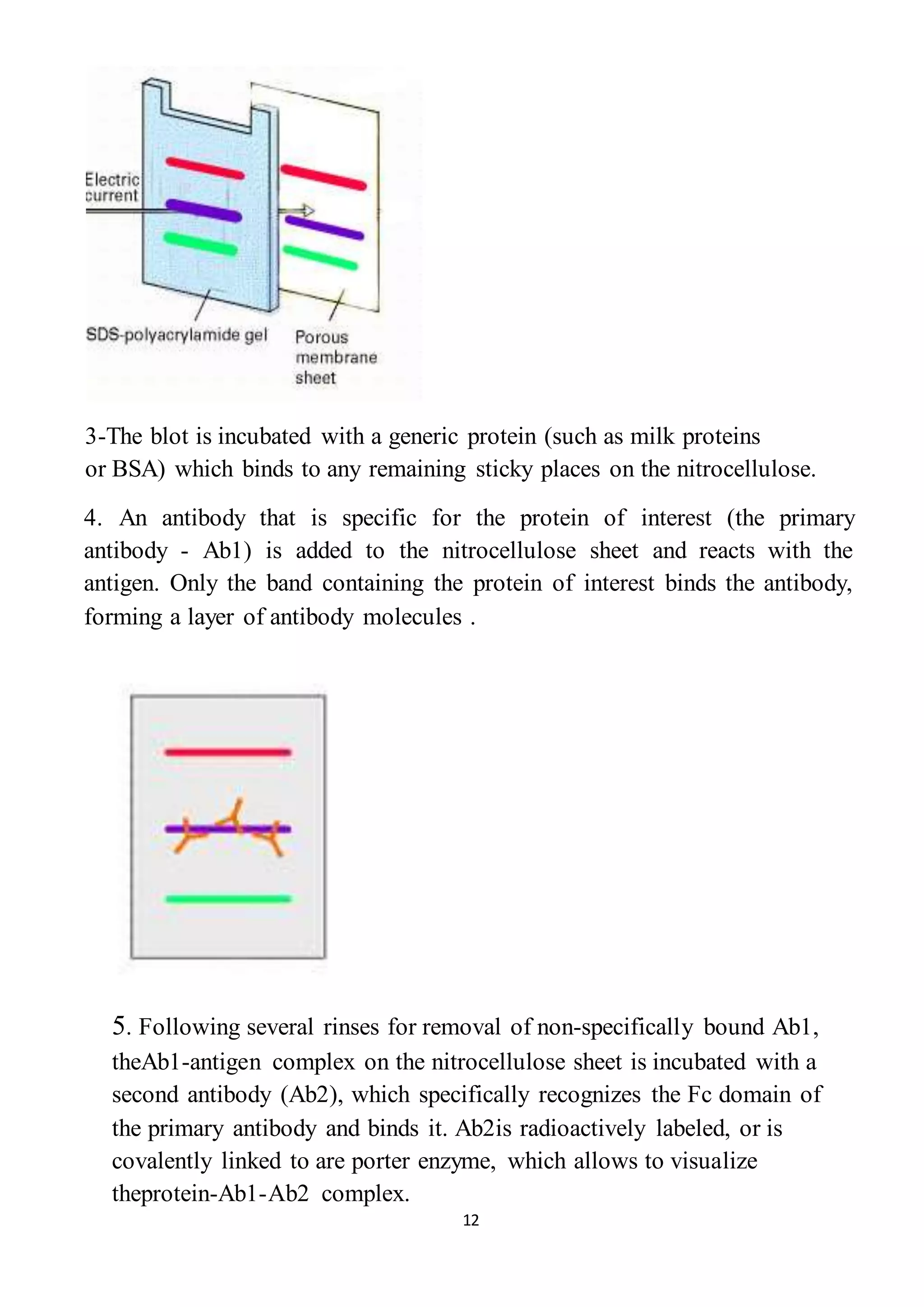 What is blotting | DOCX