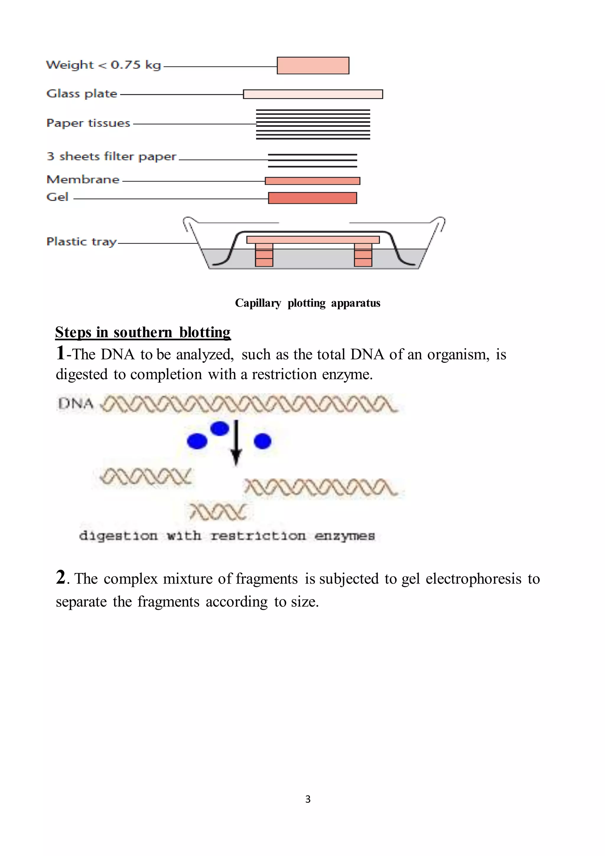 What is blotting | DOCX