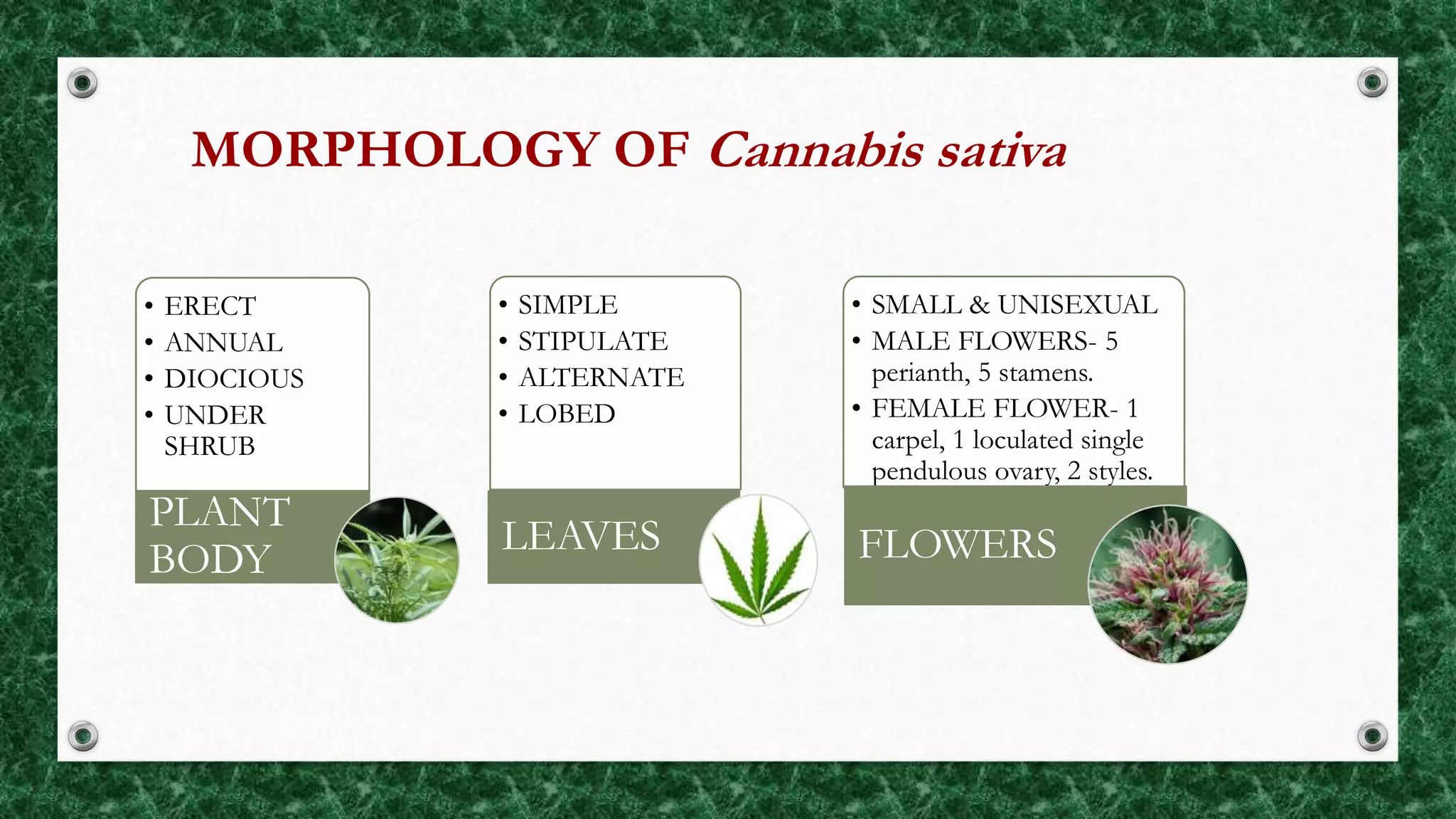 Cannabis | PPTX