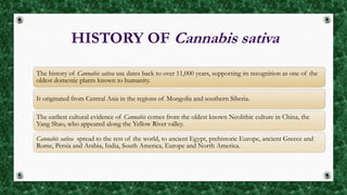 Cannabis | PPTX